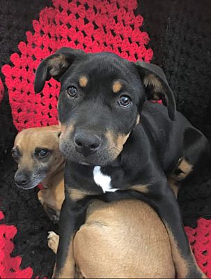 Huntingtown, MD - Mixed Breed (Small). Meet Roxy a Pet for Adoption ...