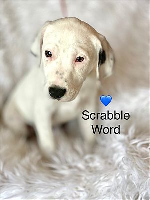 Perrysville, MD - Labrador Retriever/Shepherd (Unknown Type). Meet ...