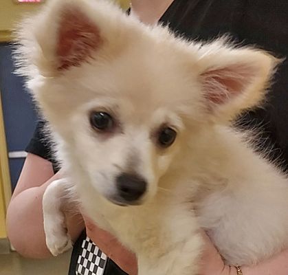 Richmond, VA - Pomeranian. Meet Chloe a Pet for Adoption - AdoptaPet.com