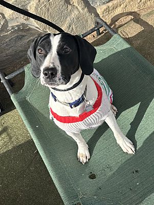 Los Angeles, CA - English Springer Spaniel/Bulldog. Meet Denali ...
