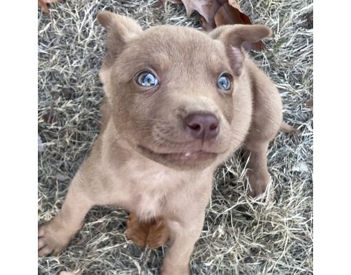 Denver, CO - Labrador Retriever/Jack Russell Terrier. Meet Campbell a ...