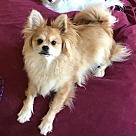 Pomeranian Puppies - Pomeranian Rescue and Adoption Near You