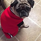 Pug Puppies - Pug Rescue and Adoption Near You