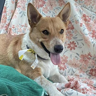 Joliet, IL - Welsh Corgi/Mixed Breed (Medium). Meet Andie a Pet for ...
