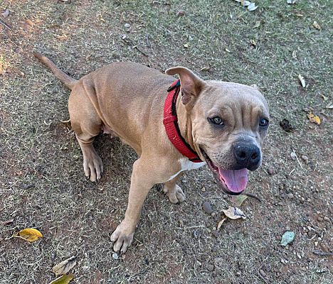 Newcastle, OK - Boxer/American Staffordshire Terrier. Meet Lola 3 a Pet ...