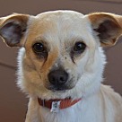 Pomeranian Puppies - Pomeranian Rescue and Adoption Near You