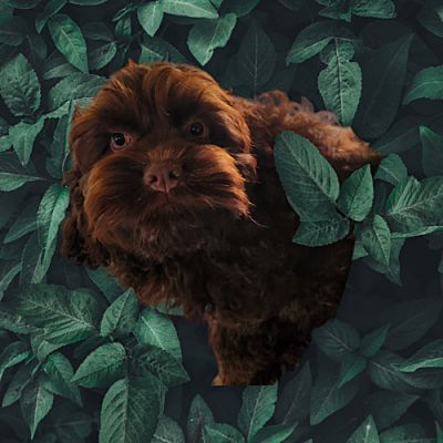 Twin Lakes, WI - Cockapoo. Meet Mocha a Pet for Adoption - AdoptaPet.com