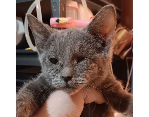 Springfield, OH - Domestic Shorthair. Meet Candy a Pet for Adoption ...