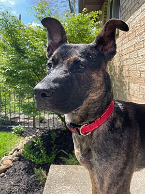 Springdale, PA - German Shepherd Dog. Meet Marina a Pet for Adoption ...