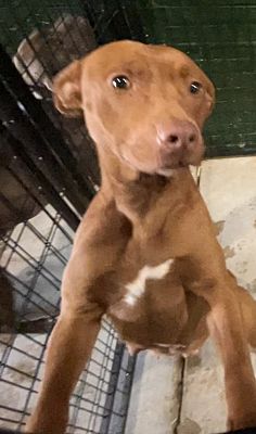 Birmingham, AL - Pit Bull Terrier. Meet Mary a Pet for Adoption ...