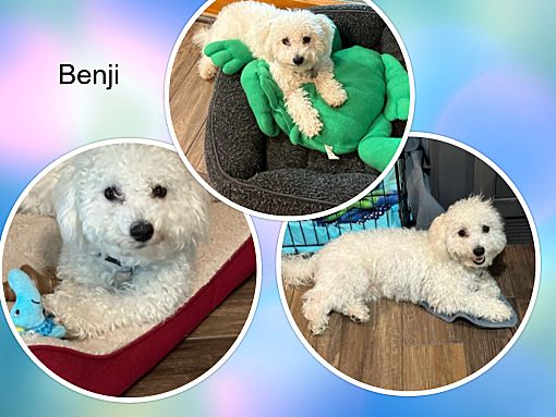 Tulsa, OK - Bichon Frise. Meet Adopted!! Benji - IN a Pet for Adoption ...