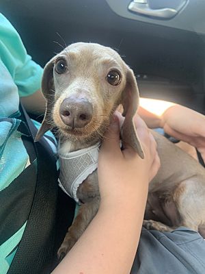 Indianapolis, IN - Dachshund. Meet Shy a Pet for Adoption - AdoptaPet.com