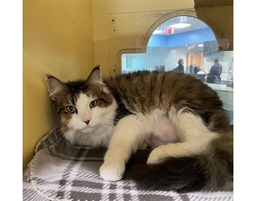 Methuen, MA - Maine Coon. Meet RAGNAR a Pet for Adoption - AdoptaPet.com