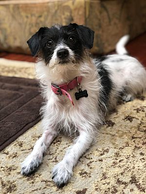San Diego, CA - Jack Russell Terrier/Terrier (Unknown Type, Small ...