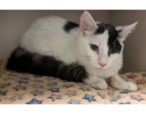 Savannah, GA - Domestic Shorthair/Mixed Breed (Medium). Meet Meric ...