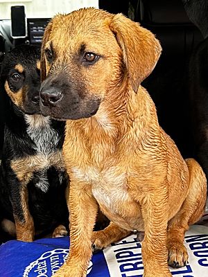 Brookhaven, MS - Rottweiler/Black Mouth Cur. Meet Carmel 24 a Pet for ...