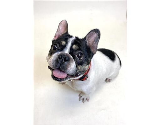 Hayward, CA - French Bulldog. Meet BETTY a Pet for Adoption - AdoptaPet.com