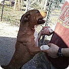 Boxer Puppies - Boxer Rescue and Adoption Near You