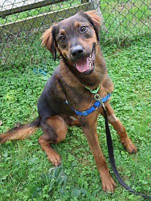 Harrison, NY - Retriever (Unknown Type)/Shepherd (Unknown Type). Meet ...