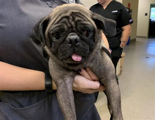 Fort Myers, FL - Pug. Meet EVA a Pet for Adoption - AdoptaPet.com