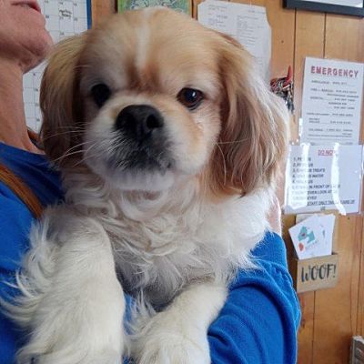 San Pablo, CA - Pekingese/Pembroke Welsh Corgi. Meet Ashton a Pet for ...