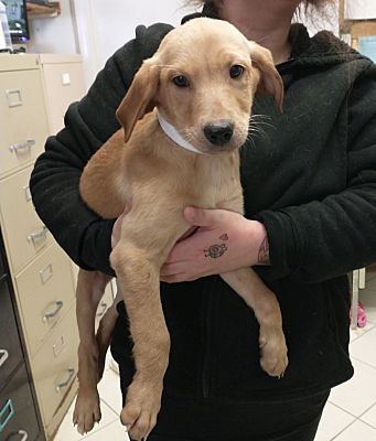 Middletown, NY - Labrador Retriever. Meet Caramel a Pet for Adoption ...