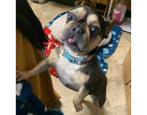 San Pablo, CA - French Bulldog. Meet Tootsie a Pet for Adoption ...