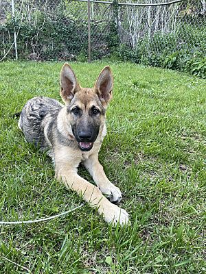 Pittsburgh, PA - German Shepherd Dog. Meet Milo a Pet for Adoption ...
