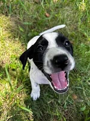 Upper Saddle River, NJ - Springer Spaniel/German Shorthaired Pointer ...