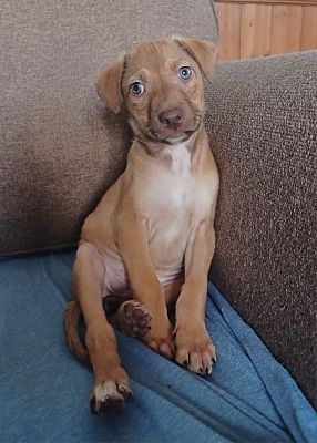 Marlton, NJ - Labrador Retriever. Meet Baby Girl Bailey a Pet for ...