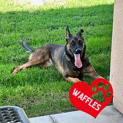 Highland, CA - Belgian Malinois/Mixed Breed (Large). Meet Waffles a Pet ...