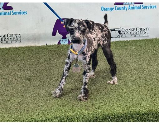 Orlando, FL - Poodle (Miniature). Meet OREO a Pet for Adoption ...