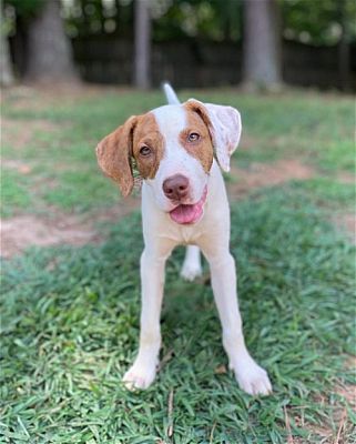Woodstock, GA - Pointer. Meet Autumn a Pet for Adoption - AdoptaPet.com
