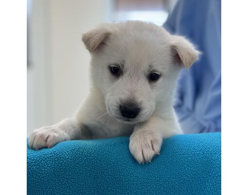 Kanab, UT - Husky/Mixed Breed (Medium). Meet Le Beau a Pet for Adoption ...