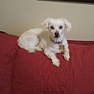 Maltere Puppies - Maltese Rescue and Adoption Near You