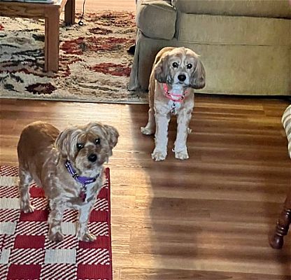 Burlington, NC - Cockapoo/Silky Terrier. Meet Ziggy & Zoey a Pet for ...