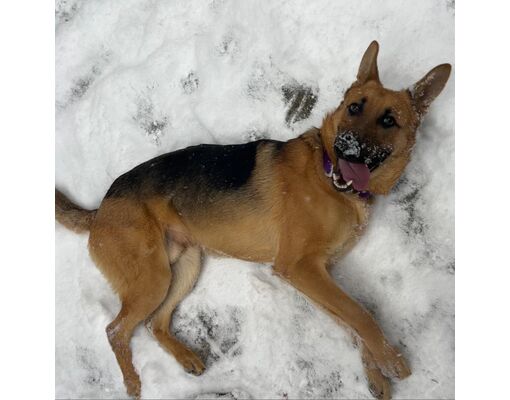 Pittsburgh, PA - German Shepherd Dog. Meet Lars a Pet for Adoption ...