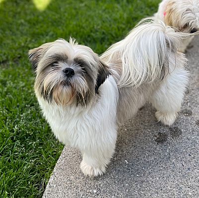 Sacramento, CA - Shih Tzu. Meet REX a Pet for Adoption - AdoptaPet.com
