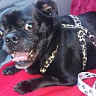 Pug Puppies - Pug Rescue and Adoption Near You