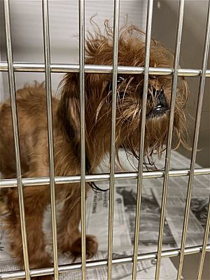 Virginia Beach, VA - Pekingese. Meet 2308-0006 Spirit (Available 08/13 ...