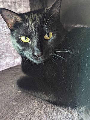 Chuckey, TN - Domestic Shorthair. Meet Miss Hissy a Pet for Adoption ...