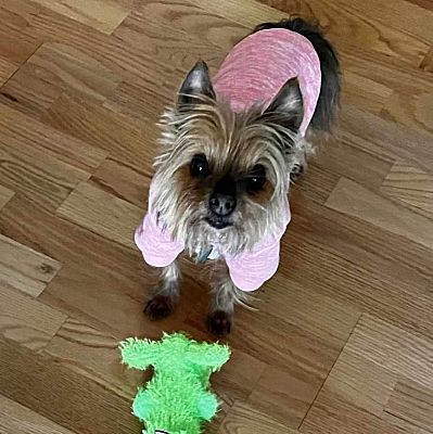 Virginia beach, VA - Yorkie, Yorkshire Terrier. Meet Diva small yorkie ...