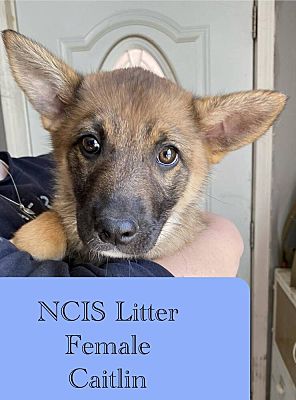 Aurora, IN - German Shepherd Dog/Australian Shepherd. Meet NCIS ...