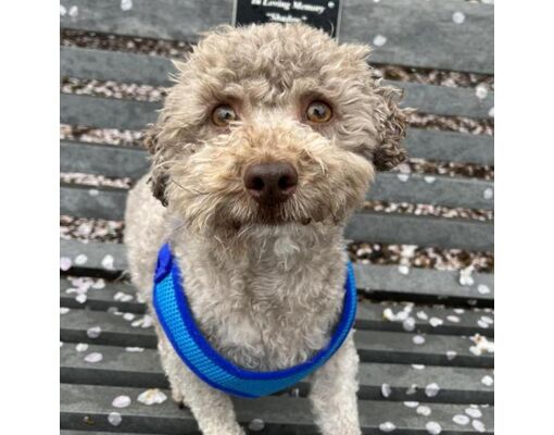 Winston Salem, NC - Schnoodle. Meet Tucker a Pet for Adoption ...
