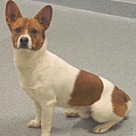 Corgi Puppies - Corgi Rescue and Adoption Near You