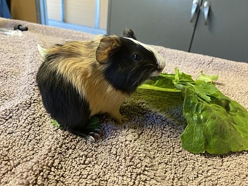 Monterey, CA - Guinea Pig. Meet Antonio a Pet for Adoption - AdoptaPet.com