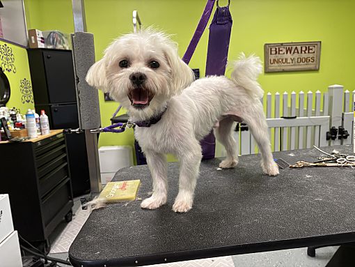 Harrison, NY - Maltese. Meet Adam a Pet for Adoption - AdoptaPet.com