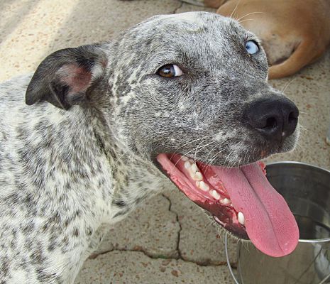 kennebunkport, ME - Blue Heeler/Pointer. Meet Amigo a Pet for Adoption ...