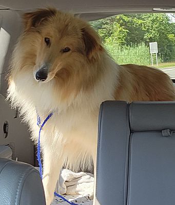 Powell, OH - Collie. Meet Winston a Pet for Adoption - AdoptaPet.com