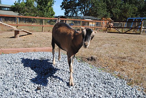 Santa Rosa, CA - Goat. Meet Corona a Pet for Adoption - AdoptaPet.com
